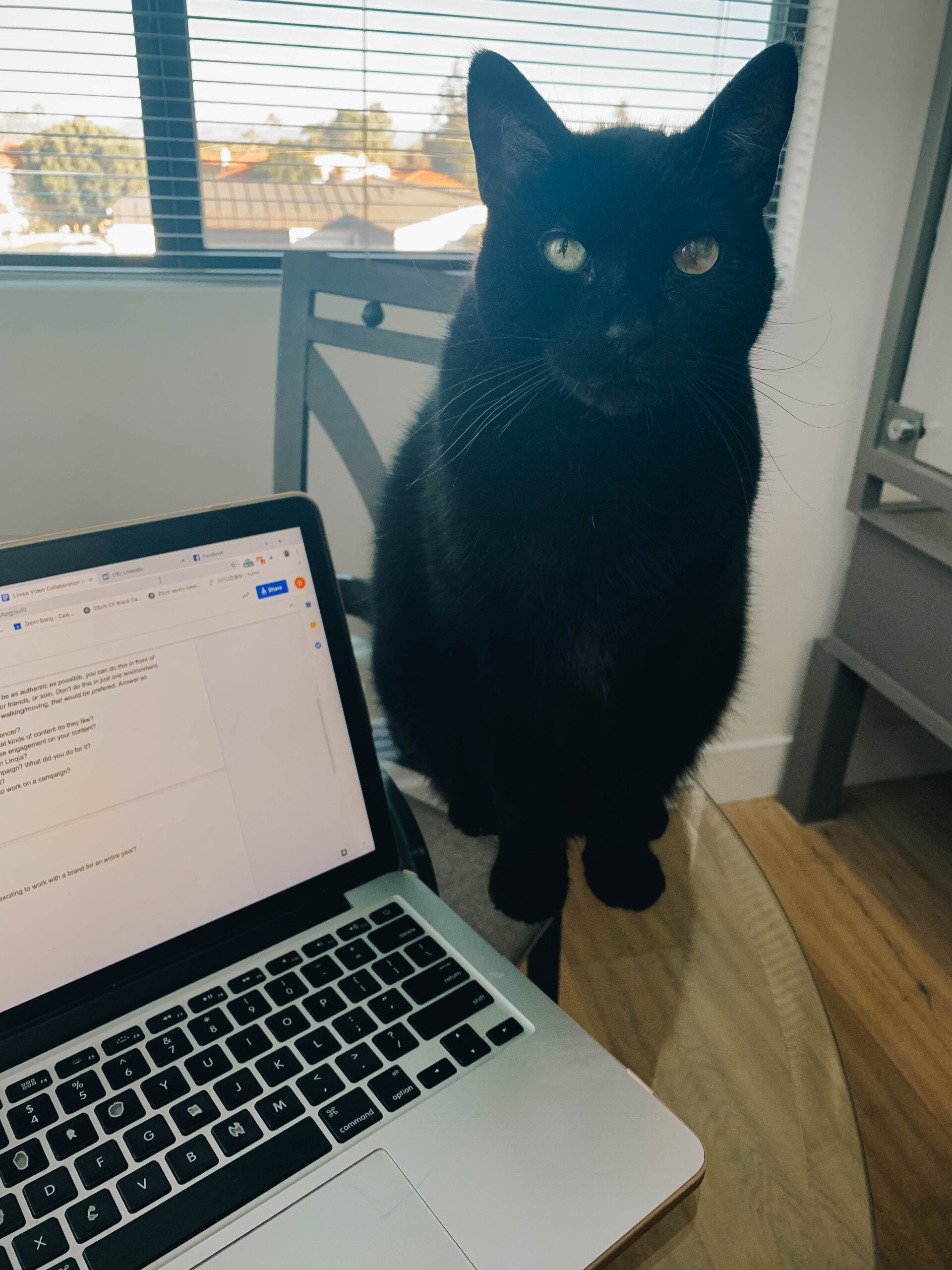I'm a Crazy Cat Mom - Meet Henry the Cat | Demi Bang