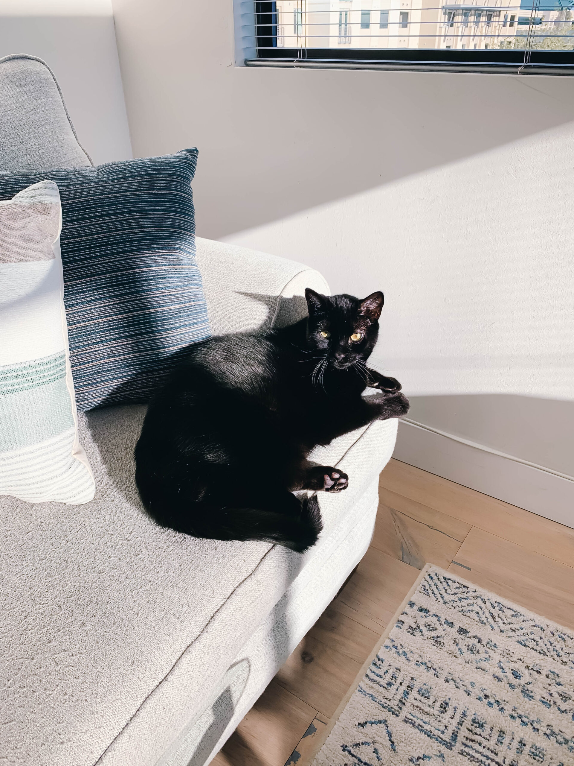I'm a Crazy Cat Mom - Meet Henry the Cat | Demi Bang