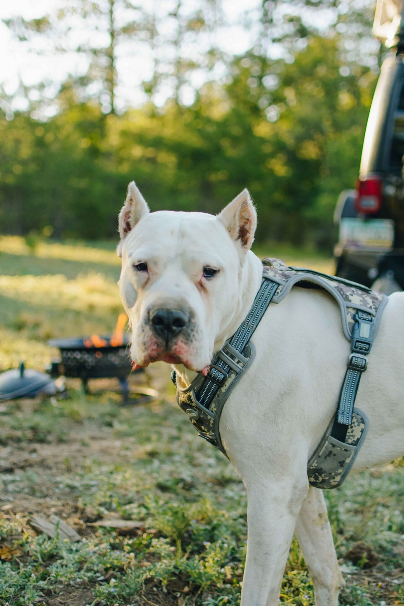 10 Things While Camping in Happy Jack | Demi Bang